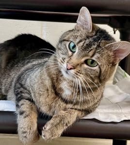 Lucy | Pet of the Week - Republic-Times | News