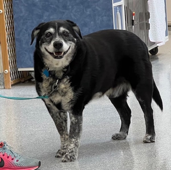 Hakeem | Pet of the Week - Republic-Times | News